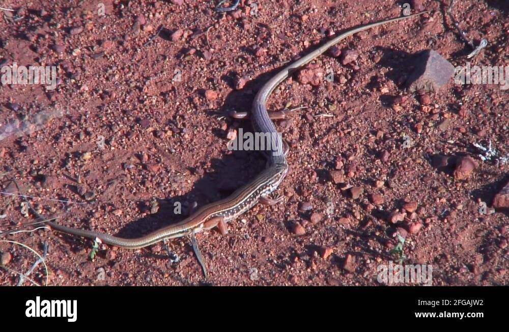 Lizards fighting Stock Videos & Footage - HD and 4K Video Clips - Alamy
