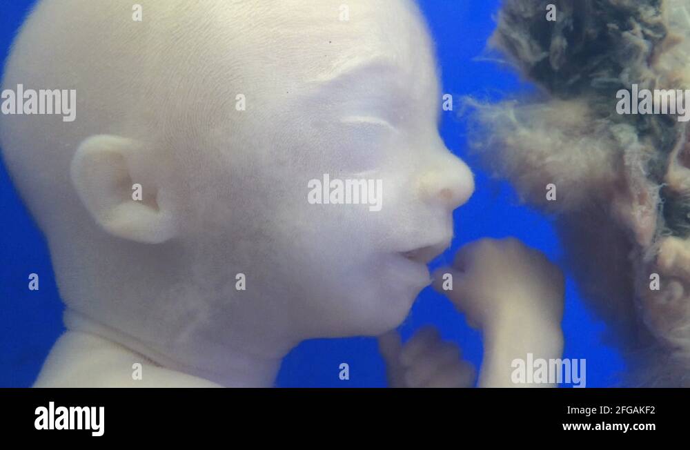 Embryonic and fetal development Stock Videos & Footage - HD and 4K ...