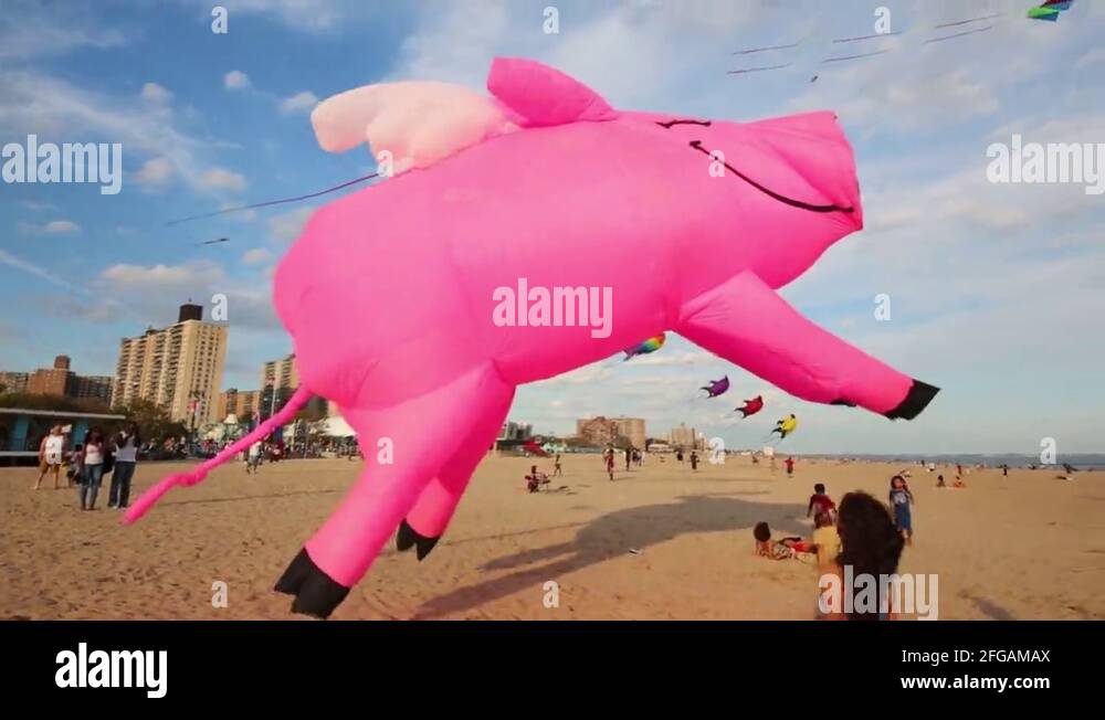 Pig on kite Stock Videos & Footage - HD and 4K Video Clips - Alamy
