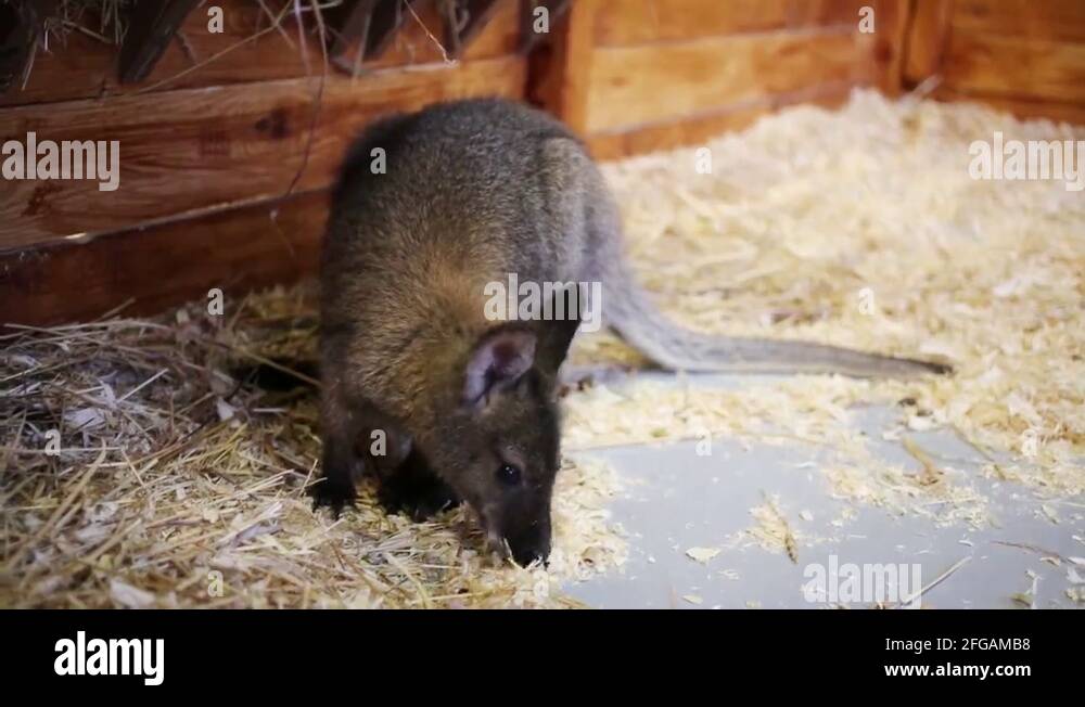 Long nosed rat kangaroo Stock Videos & Footage - HD and 4K Video Clips ...