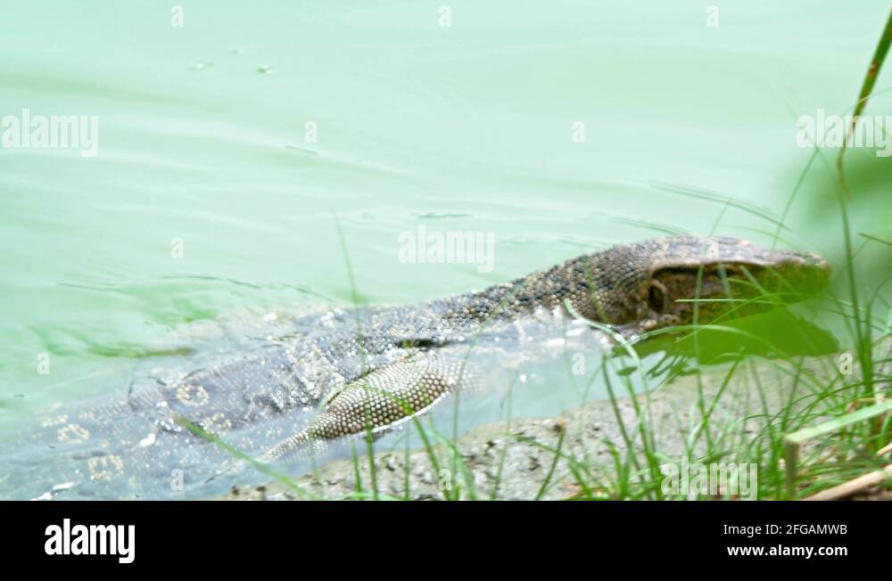 Southeast asian water monitor lizard Stock Videos & Footage - HD and 4K ...