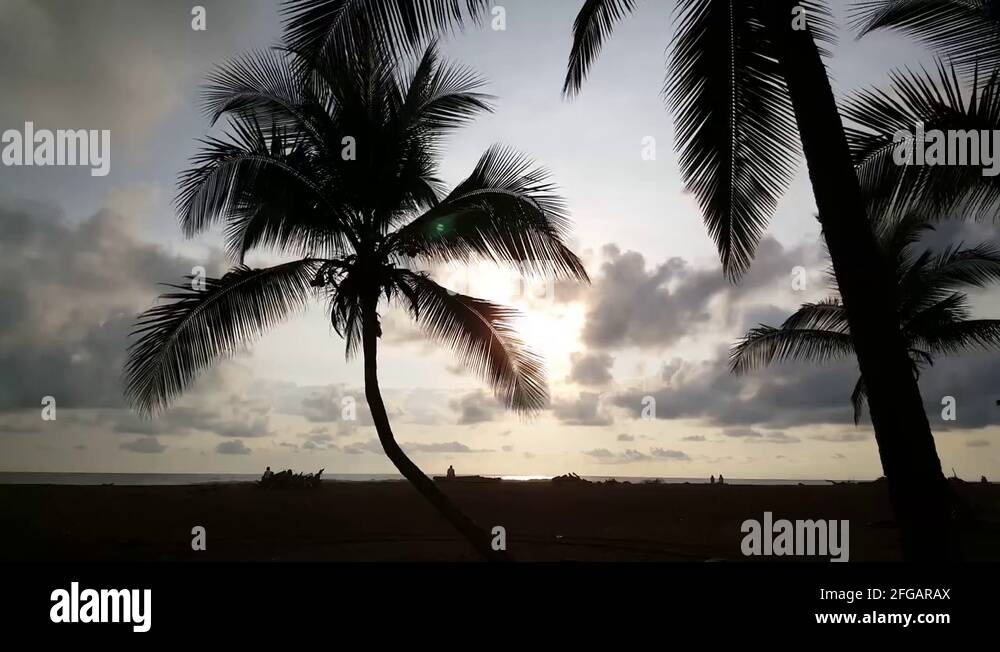 Palmtree shadow and sunset at Jaco beach in Costa Rica Stock Video ...