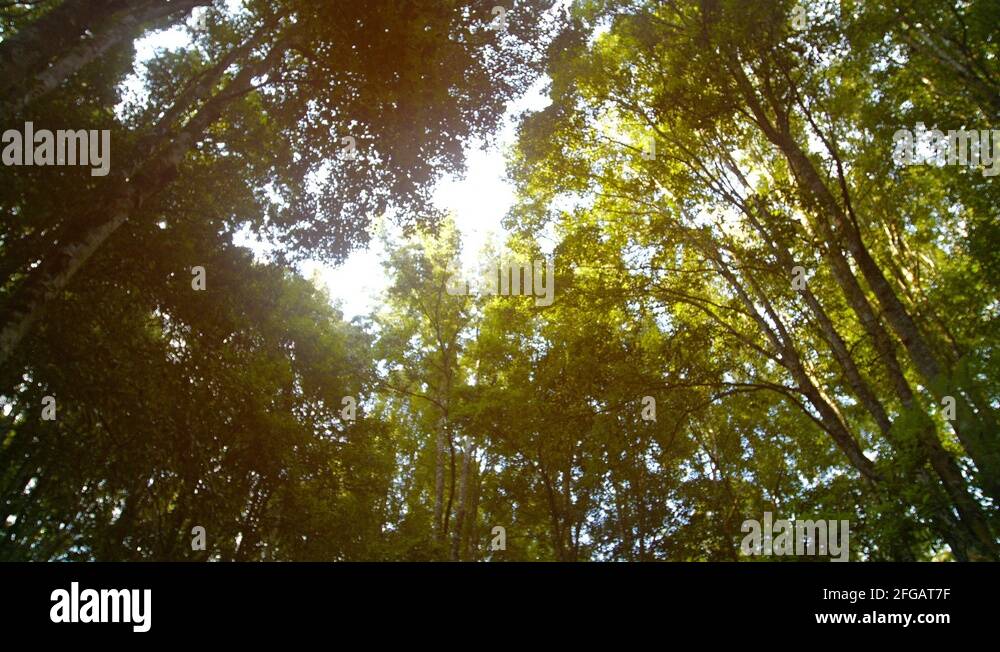 Sun filtering through tree Stock Videos & Footage - HD and 4K Video ...