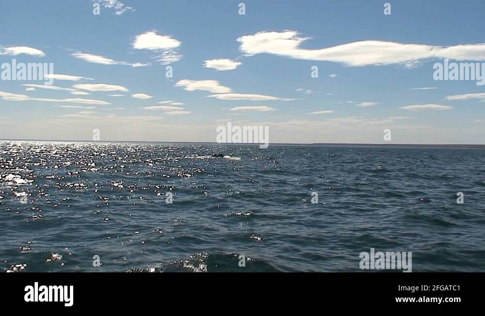 Whale Stock Videos & Footage - HD and 4K Video Clips - Alamy