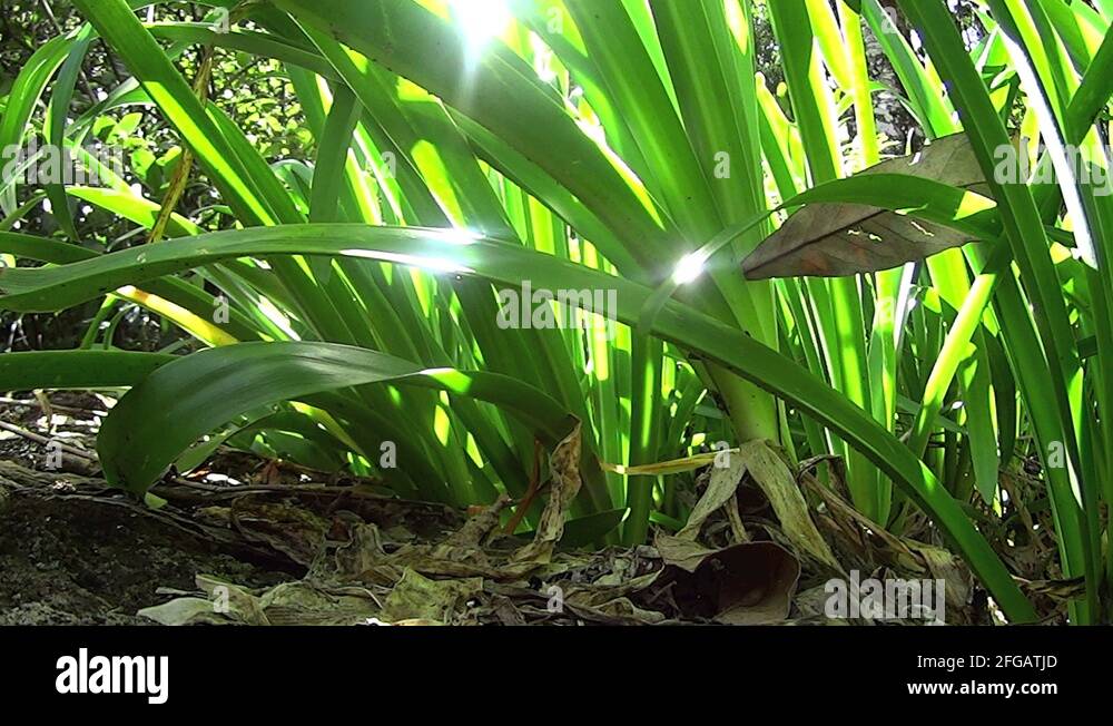 Plant on sun Stock Videos & Footage - HD and 4K Video Clips - Alamy