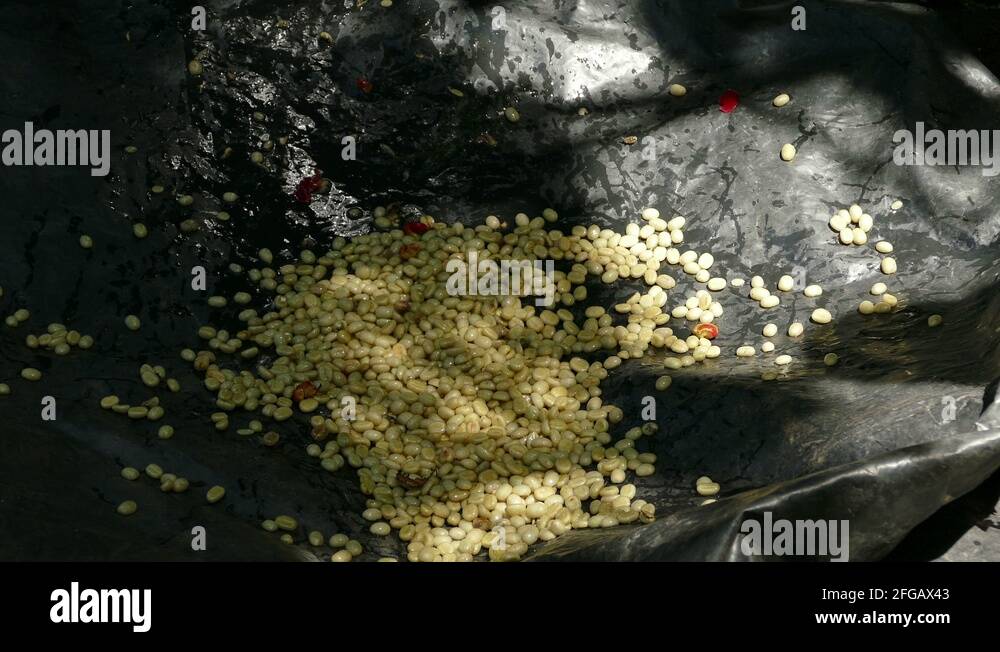 Crushed beans Stock Videos & Footage - HD and 4K Video Clips - Alamy