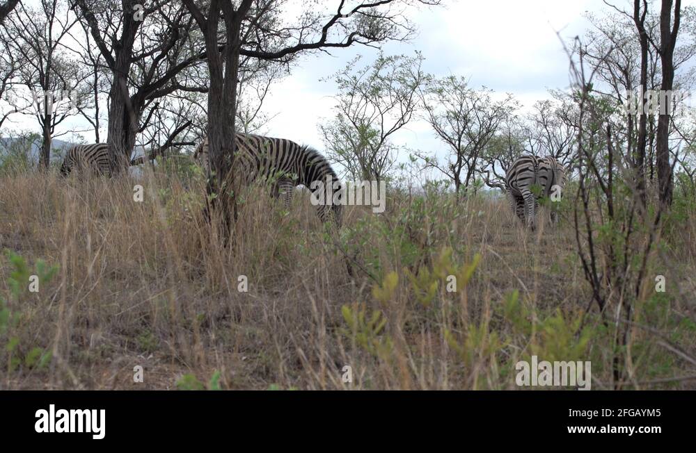 Group in the bush group in the bush Stock Videos & Footage - HD and 4K ...