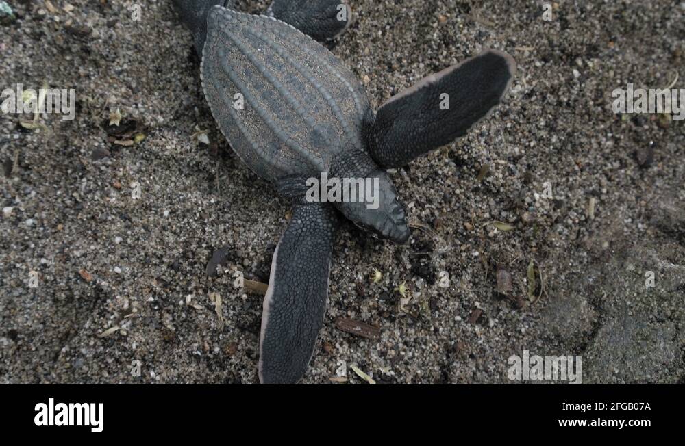 Leatherback turtle Stock Videos & Footage - HD and 4K Video Clips - Alamy