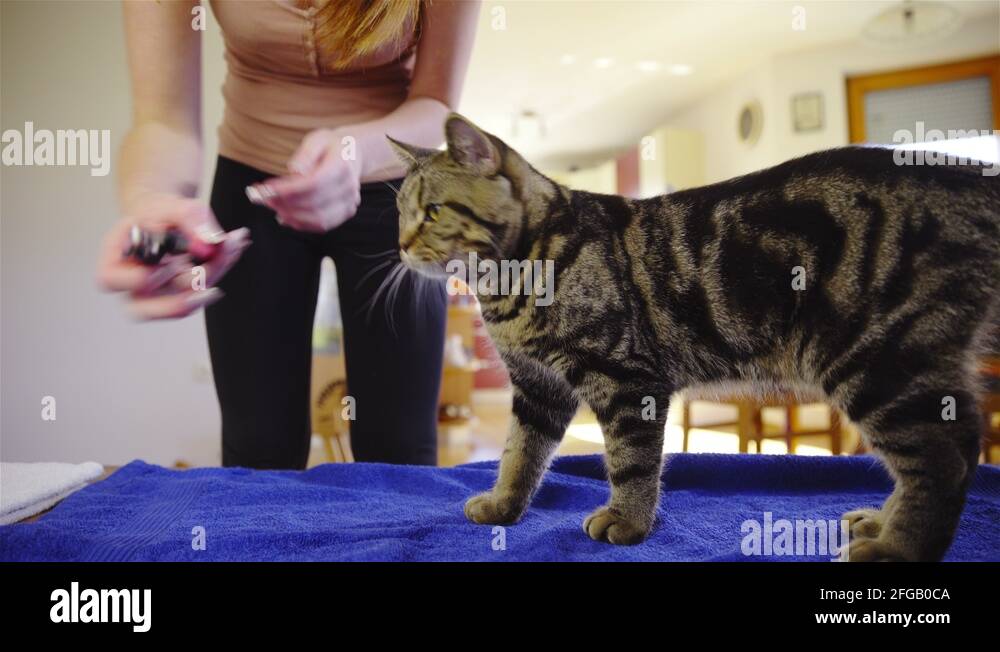 Claw trimming Stock Videos & Footage - HD and 4K Video Clips - Alamy