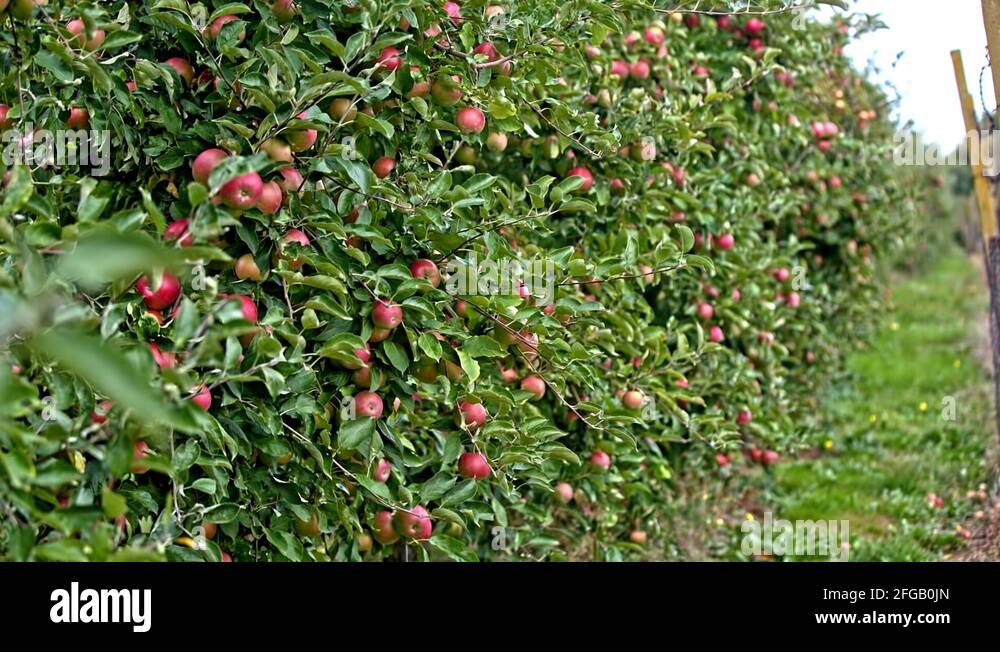 Fruit trees fruit trees fruit orchard Stock Videos & Footage - HD and ...