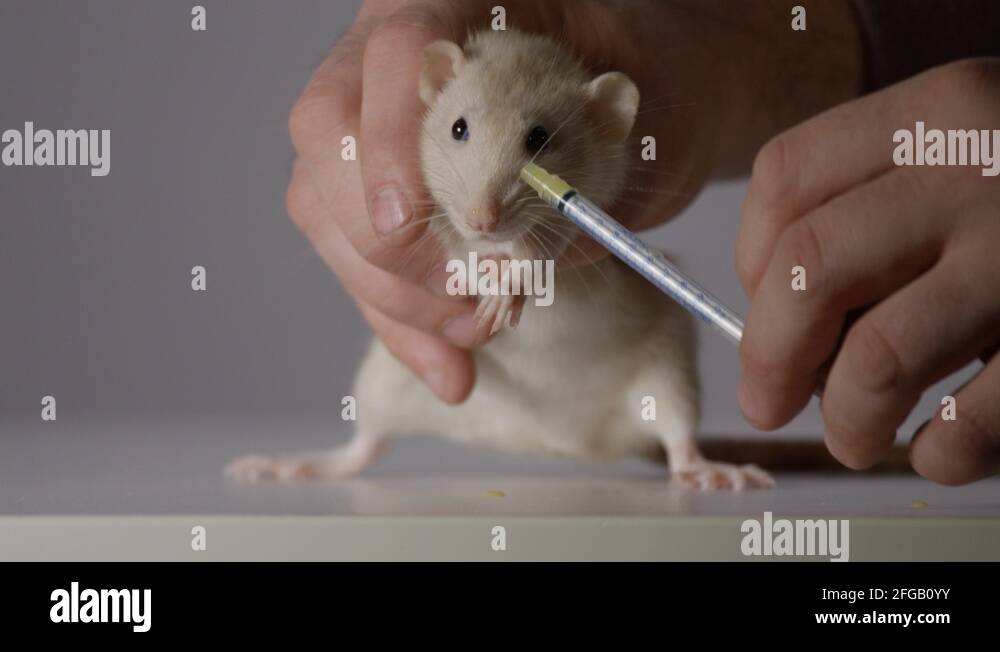 Cure animal Stock Videos & Footage - HD and 4K Video Clips - Alamy