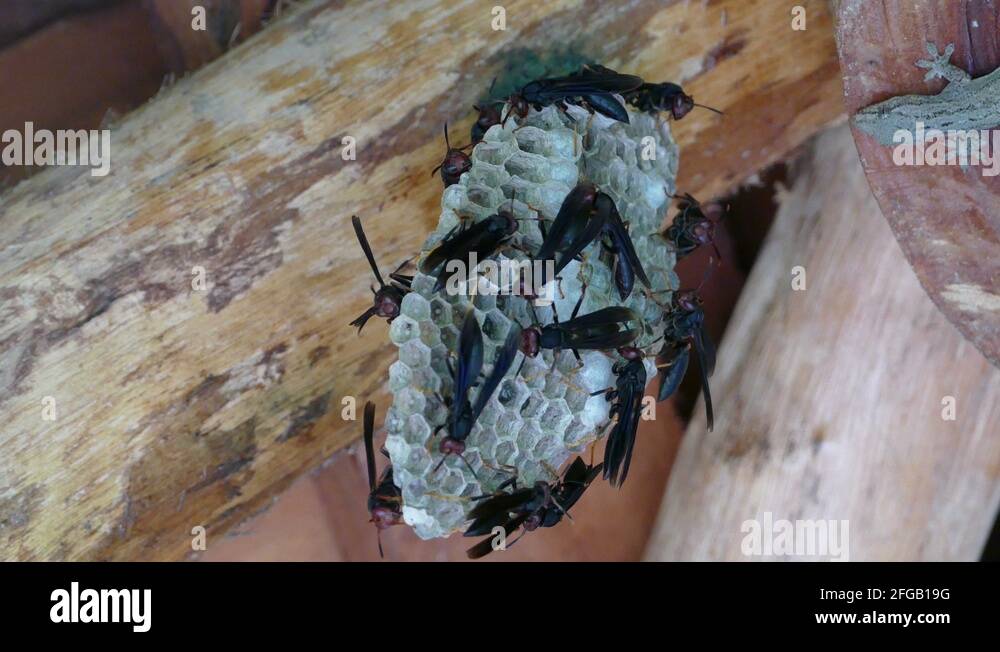 Fly in to the nest Stock Videos & Footage - HD and 4K Video Clips - Alamy