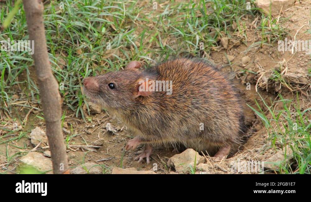 Rat burrows Stock Videos & Footage - HD and 4K Video Clips - Alamy
