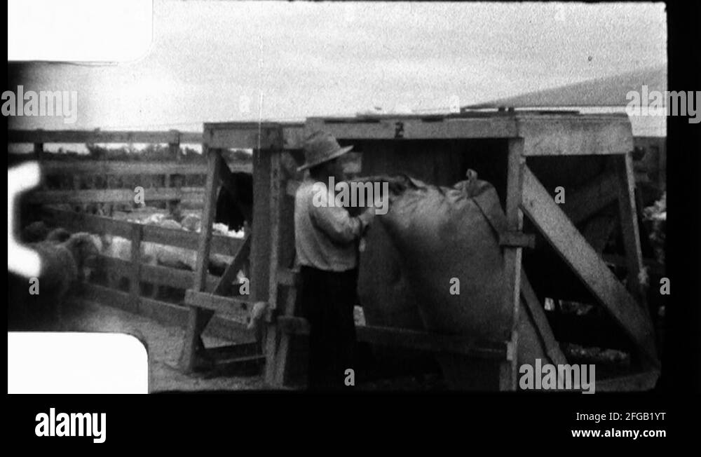 Men packing wool bales Stock Videos & Footage - HD and 4K Video Clips ...