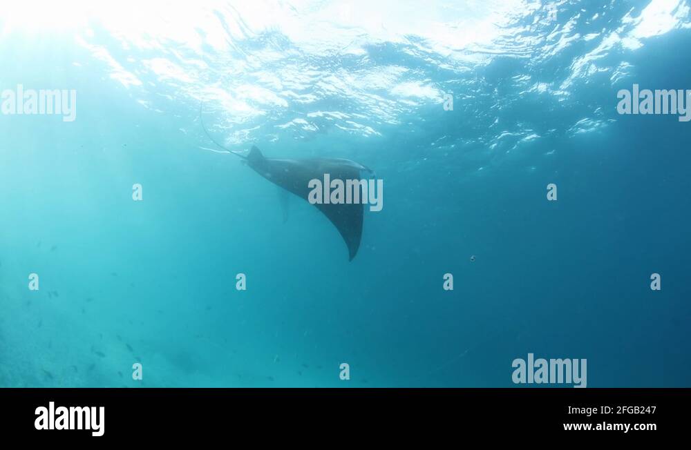 Ethan daniels coral Stock Videos & Footage - HD and 4K Video Clips - Alamy