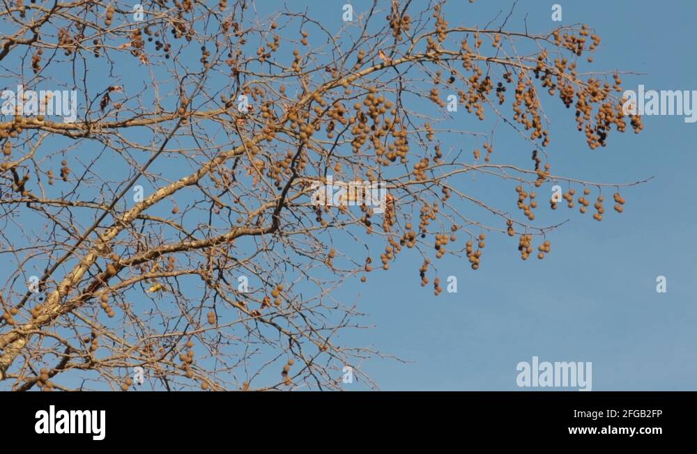 Trees with very large seeds Stock Videos & Footage - HD and 4K Video ...