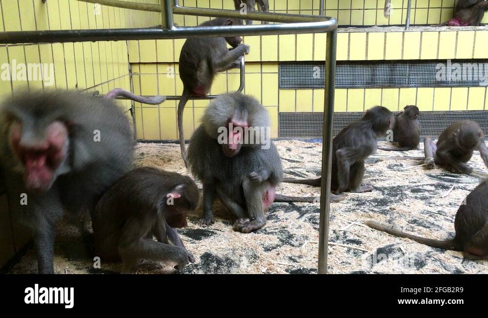 Baboons in captivity Stock Videos & Footage - HD and 4K Video Clips - Alamy