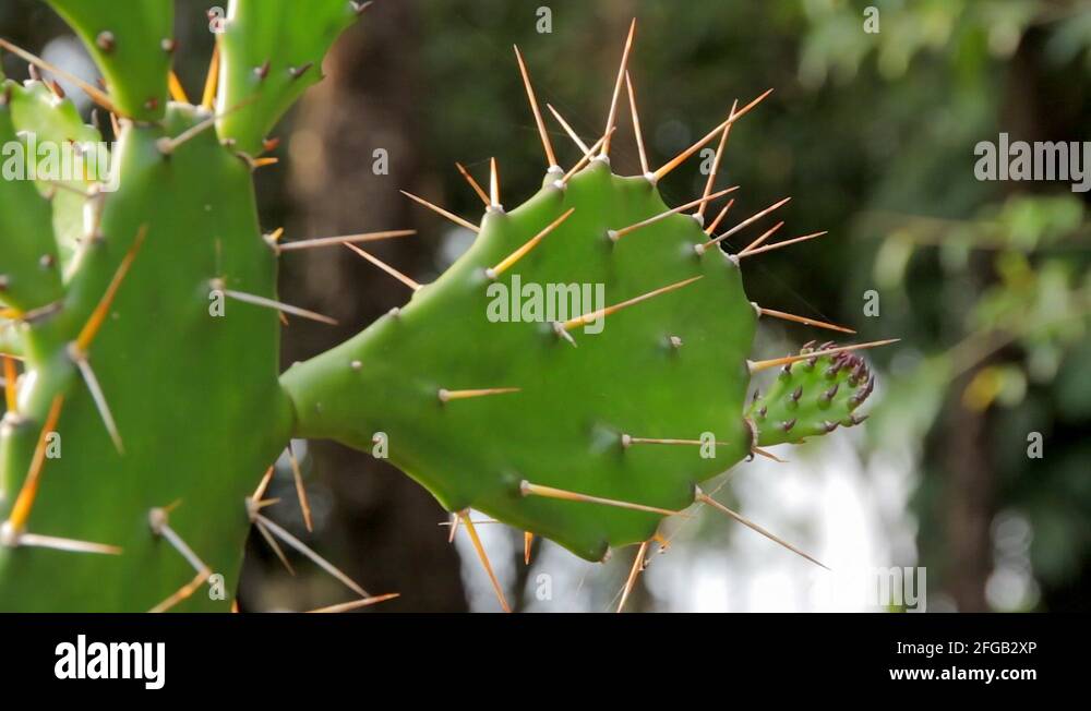 India cactus Stock Videos & Footage - HD and 4K Video Clips - Alamy