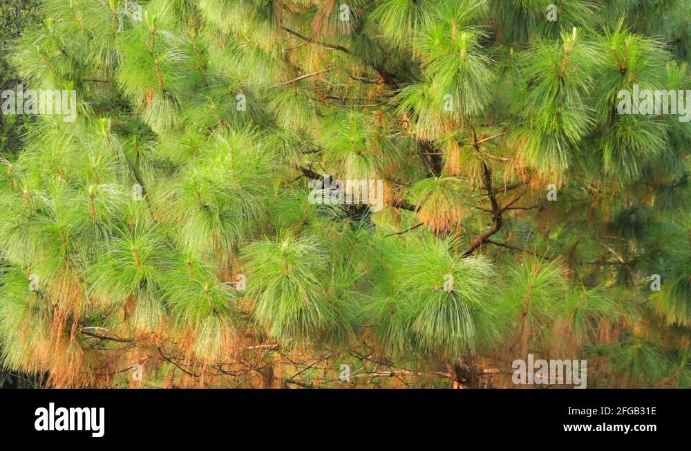 Deodar tree Stock Videos & Footage - HD and 4K Video Clips - Alamy