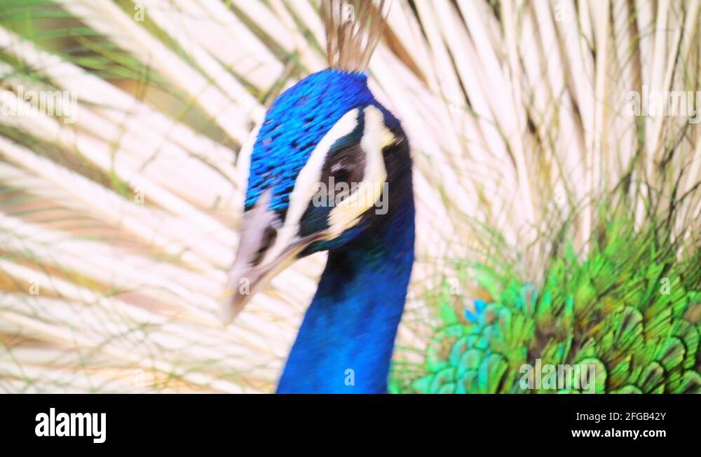 Bird head on view Stock Videos & Footage - HD and 4K Video Clips - Alamy