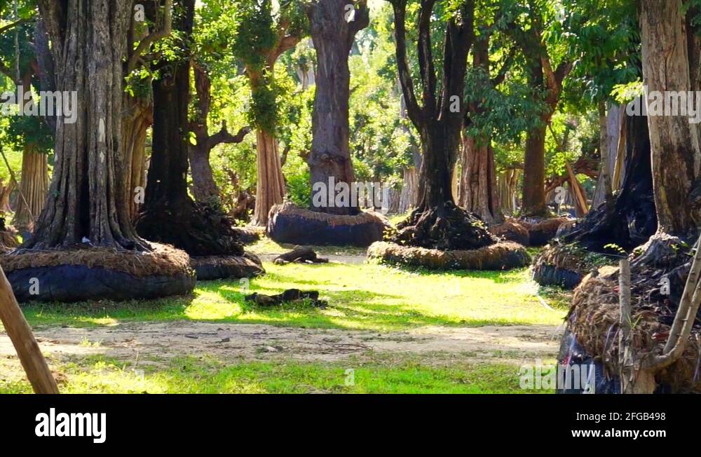 Planting big trees Stock Videos & Footage - HD and 4K Video Clips - Alamy
