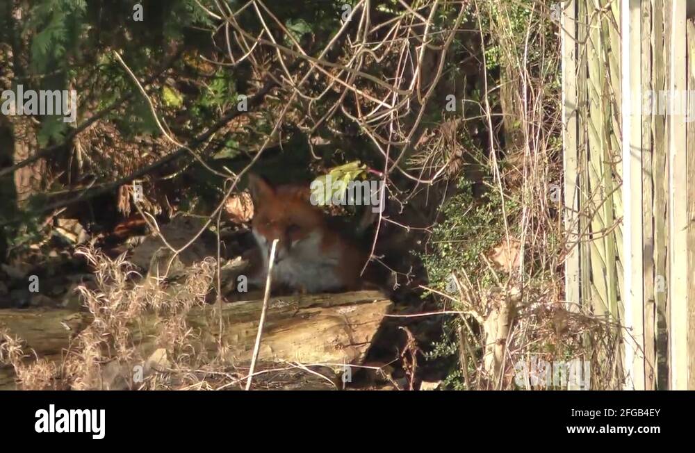 Red fox standing up Stock Videos & Footage - HD and 4K Video Clips - Alamy