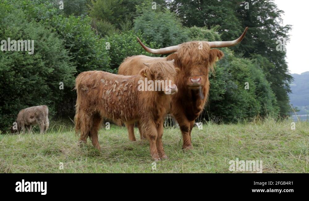 Scottish highland cattle Stock Videos & Footage - HD and 4K Video Clips ...