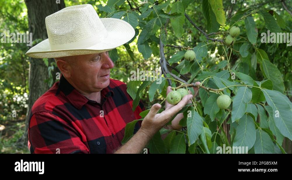 The walnut tree farm Stock Videos & Footage - HD and 4K Video Clips - Alamy