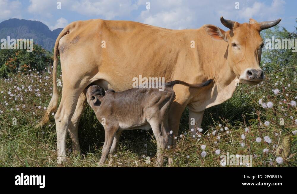 Calf drinking milk from mother cow,Vang Vieng,Laos Stock Video Footage ...