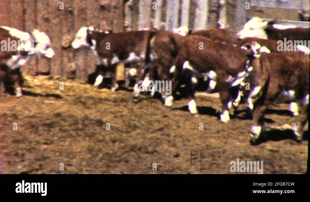 Ranch ranching Stock Videos & Footage - HD and 4K Video Clips - Alamy