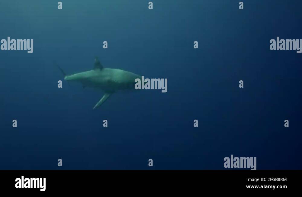 Guadalupe mexico great white sharks Stock Videos & Footage - HD and 4K ...