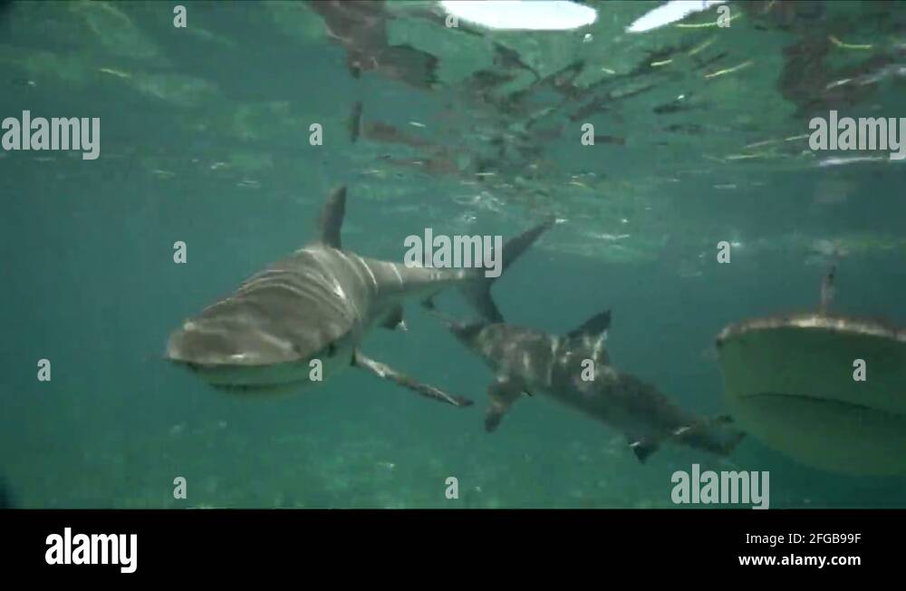caribbean reef sharks in shallow water Stock Video Footage - Alamy