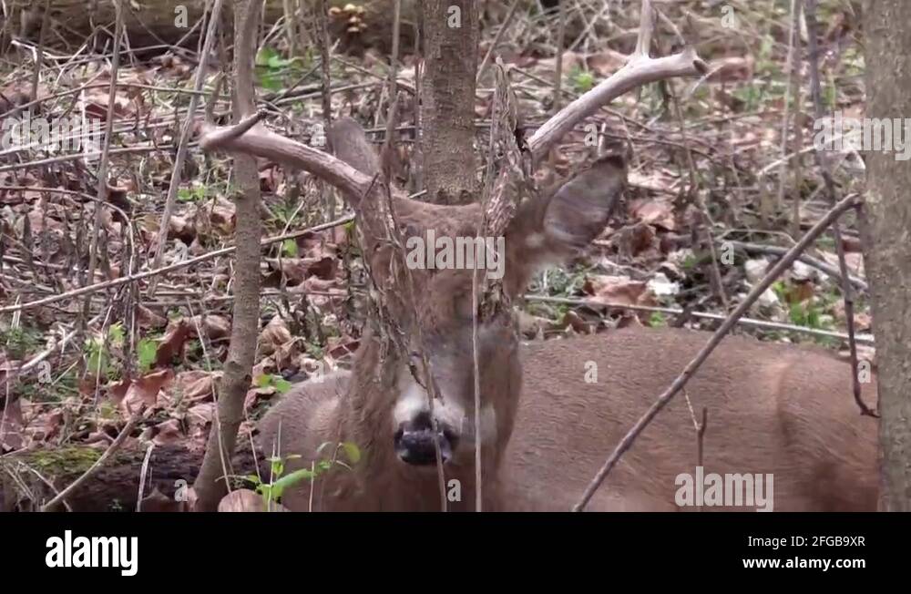 Whitetail deer up close Stock Videos & Footage - HD and 4K Video Clips ...