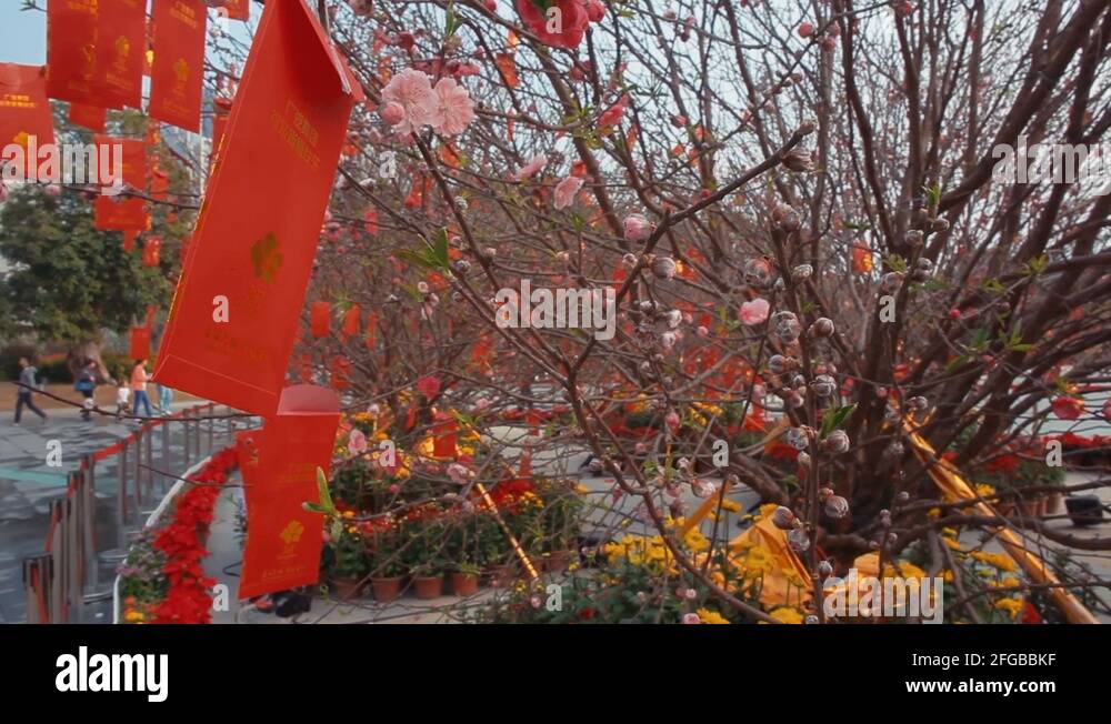 Chinese new year money tree Stock Videos & Footage - HD and 4K Video ...