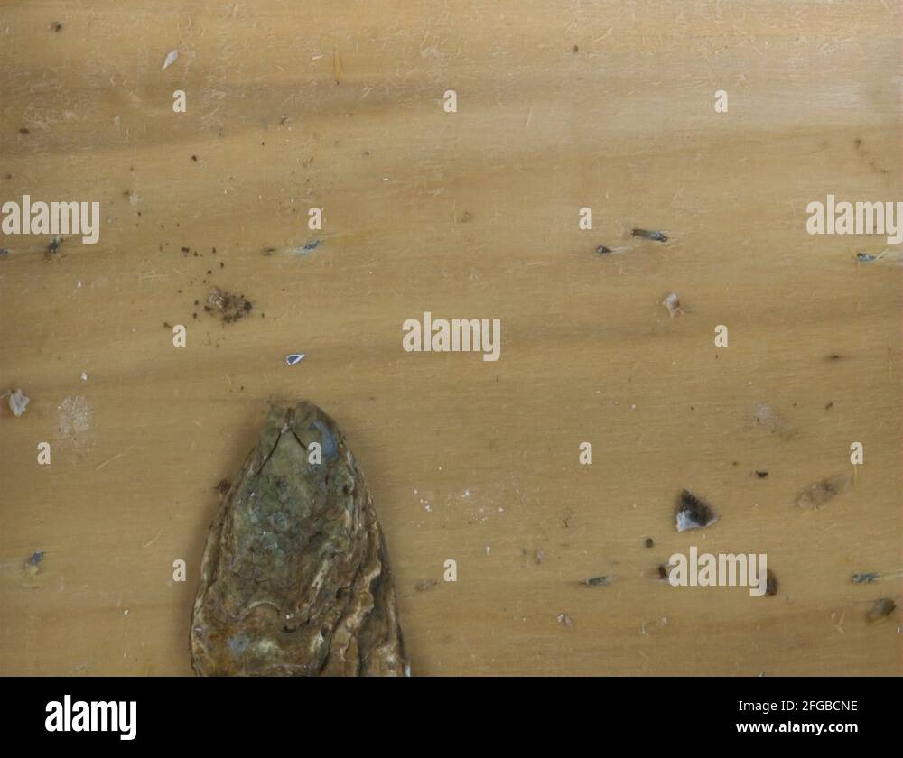 Waste shells Stock Videos & Footage - HD and 4K Video Clips - Alamy