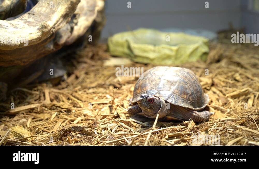 Box turtle Stock Videos & Footage - HD and 4K Video Clips - Alamy
