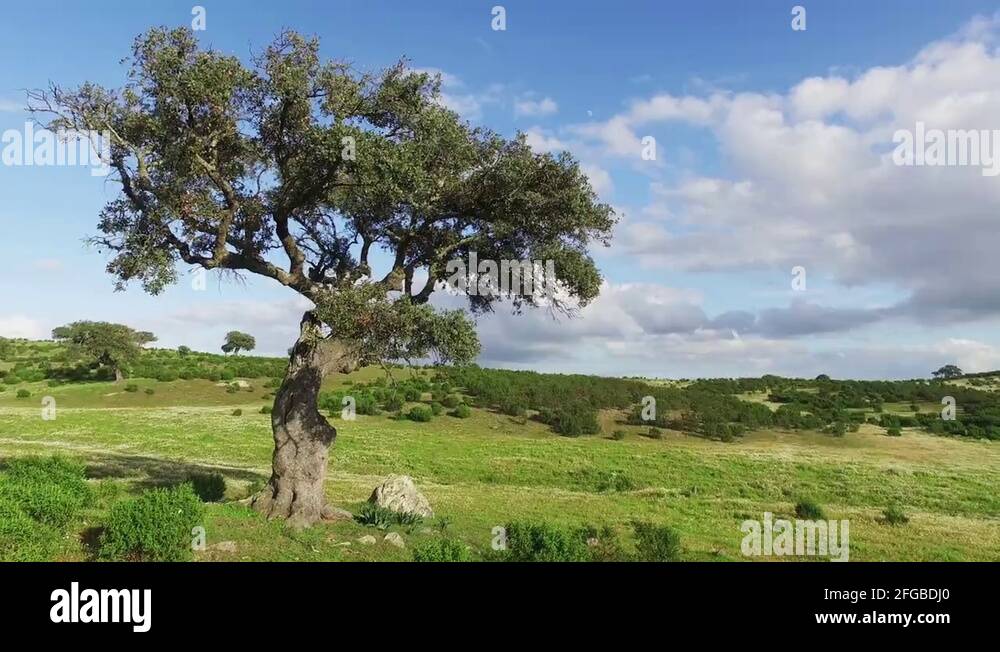 Lonely oak tree Stock Videos & Footage - HD and 4K Video Clips - Alamy