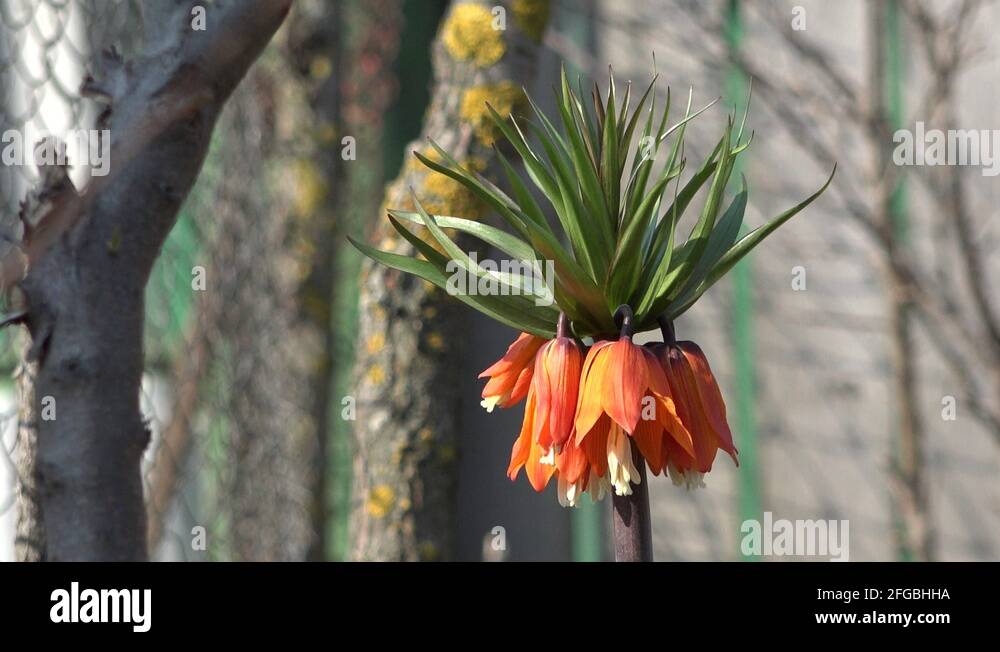 Lily bell Stock Videos & Footage - HD and 4K Video Clips - Alamy