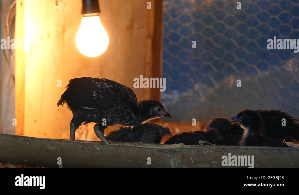 Heat lamp food Stock Videos & Footage - HD and 4K Video Clips - Alamy