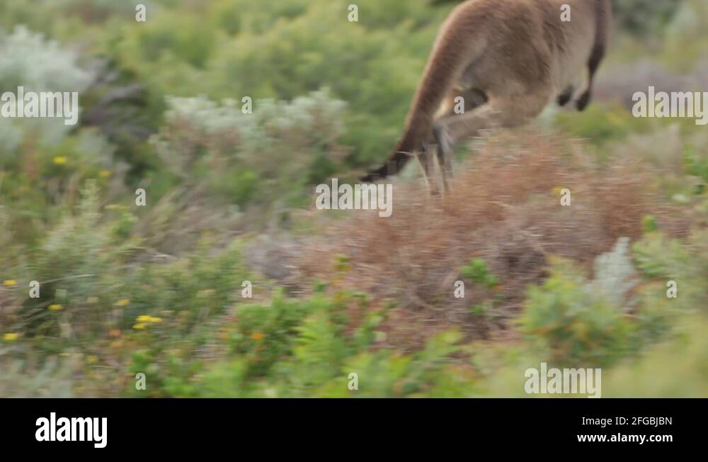 Kangaroo hopping with joey Stock Videos & Footage - HD and 4K Video ...