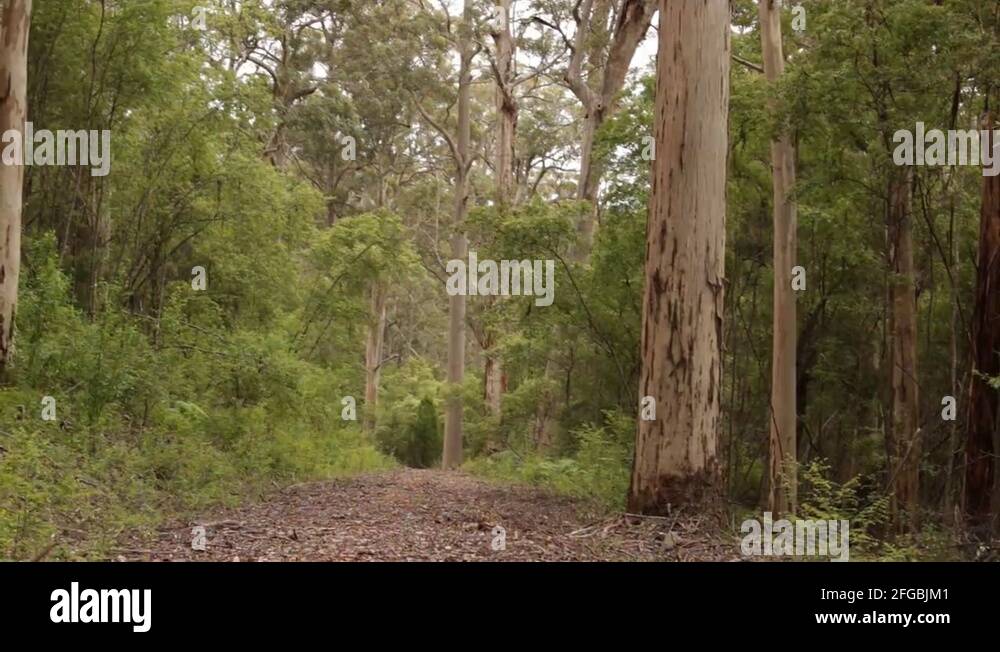 Karri trees in boranup Stock Videos & Footage - HD and 4K Video Clips ...
