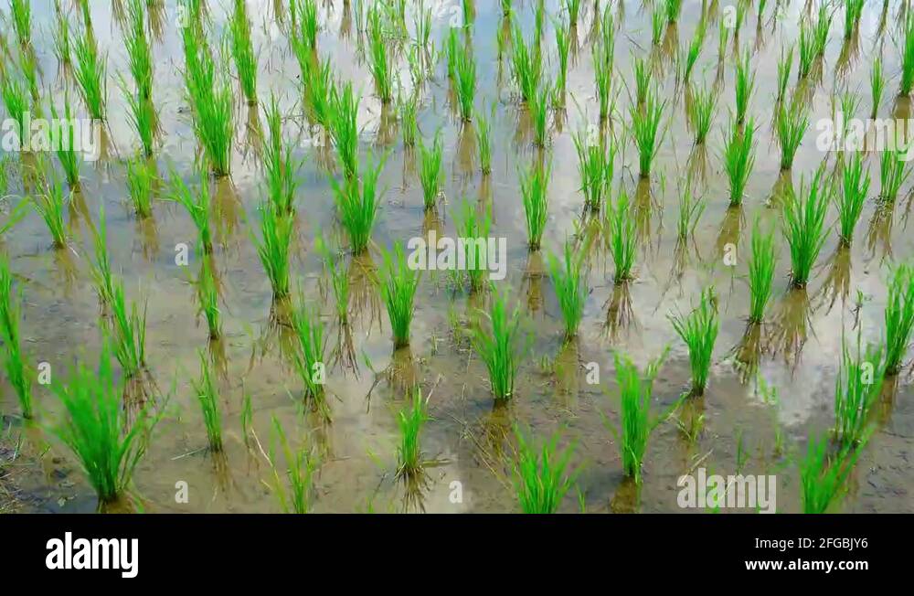 Clustered Rice Stalks in a Southeast Asian Rice Paddy. UltraHD video ...