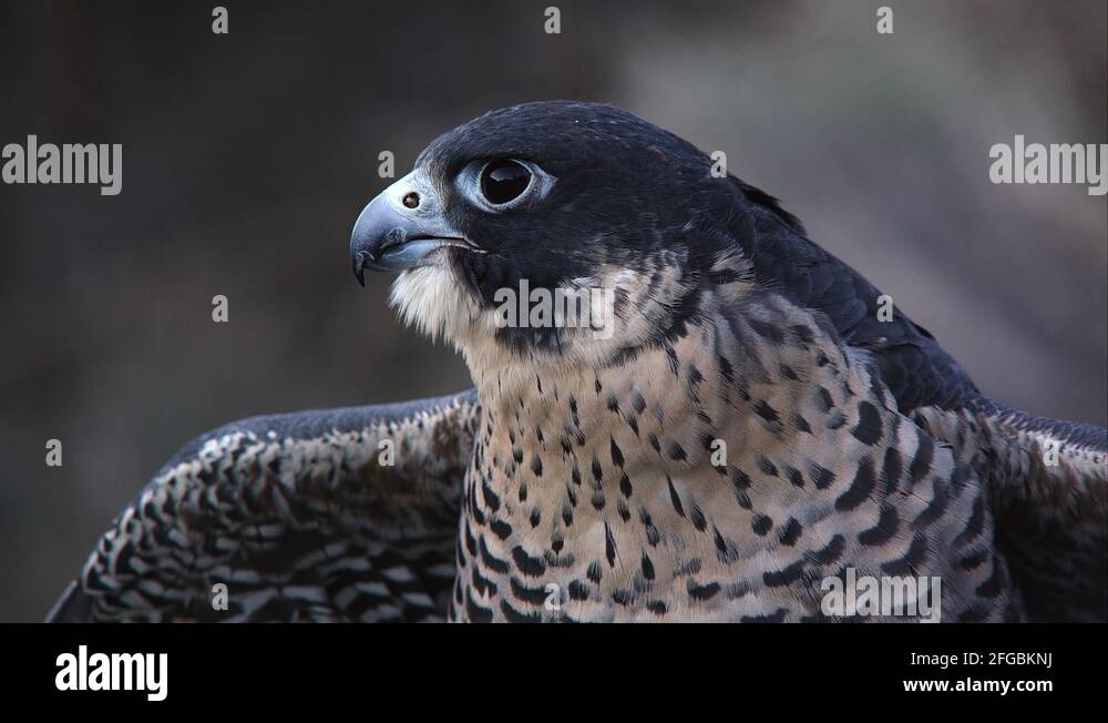 Peregrine falcon head shot Stock Videos & Footage - HD and 4K Video ...