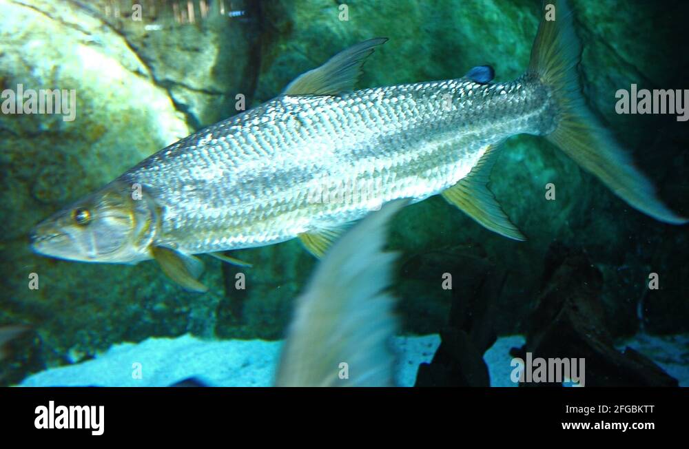 Predatory Tropical Fish with Big Teeth in a Public Aquarium. FullHD ...