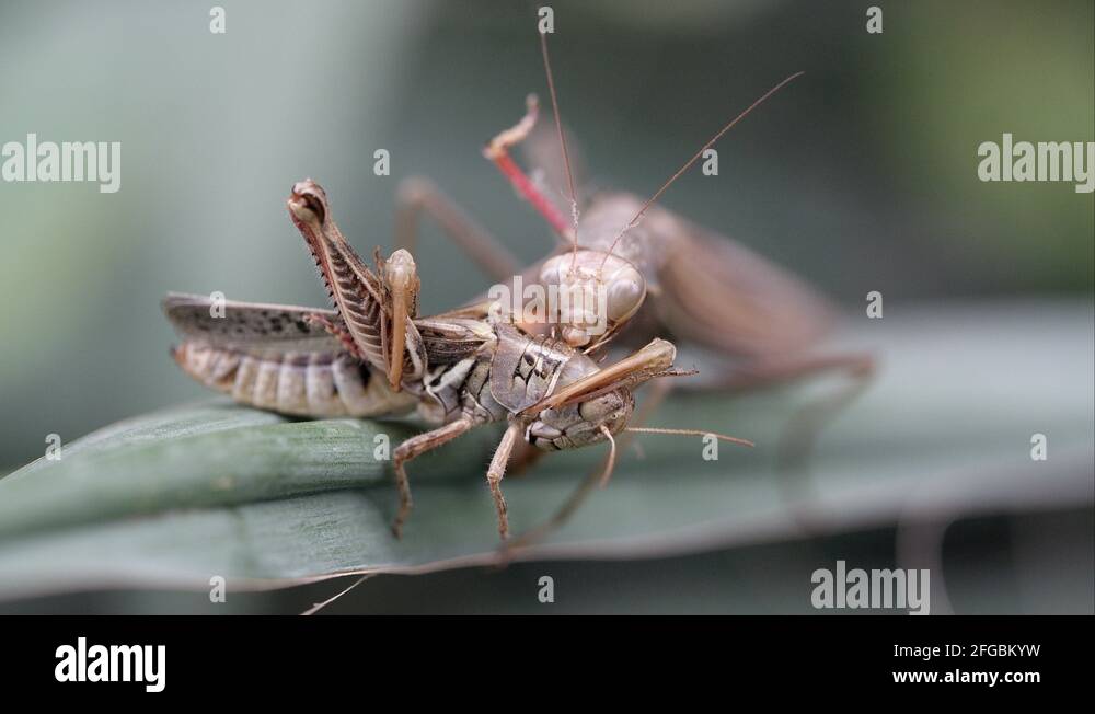 Praying mantis eating a grasshopper Stock Video Footage - Alamy
