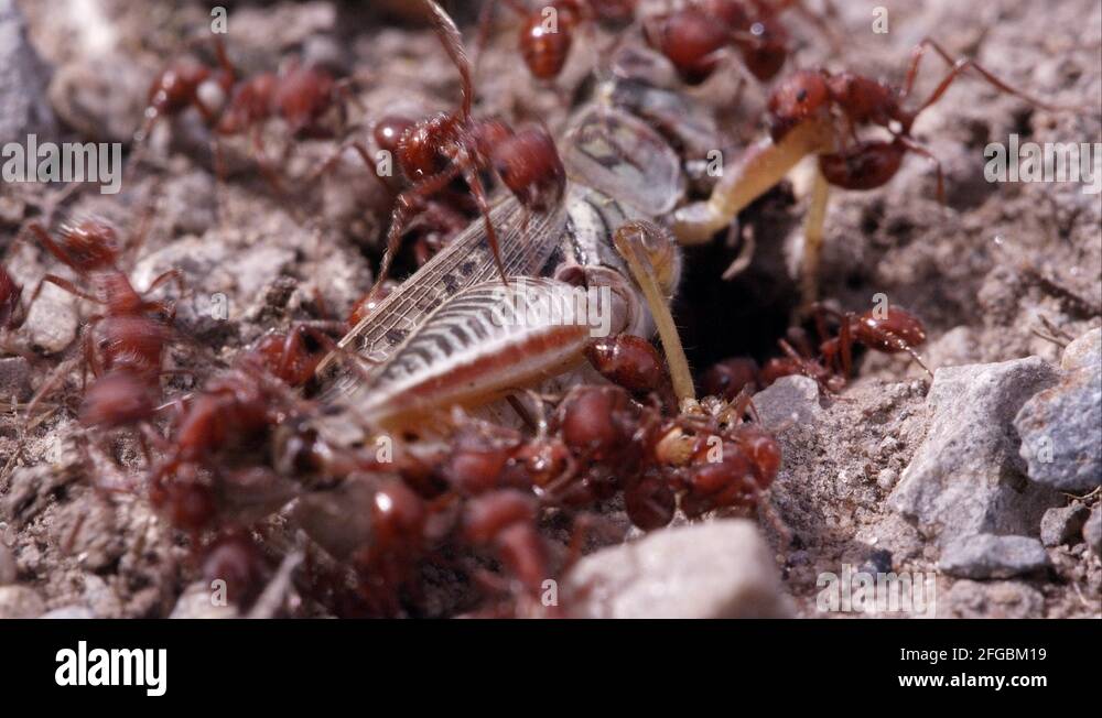 Red grasshopper Stock Videos & Footage - HD and 4K Video Clips - Alamy