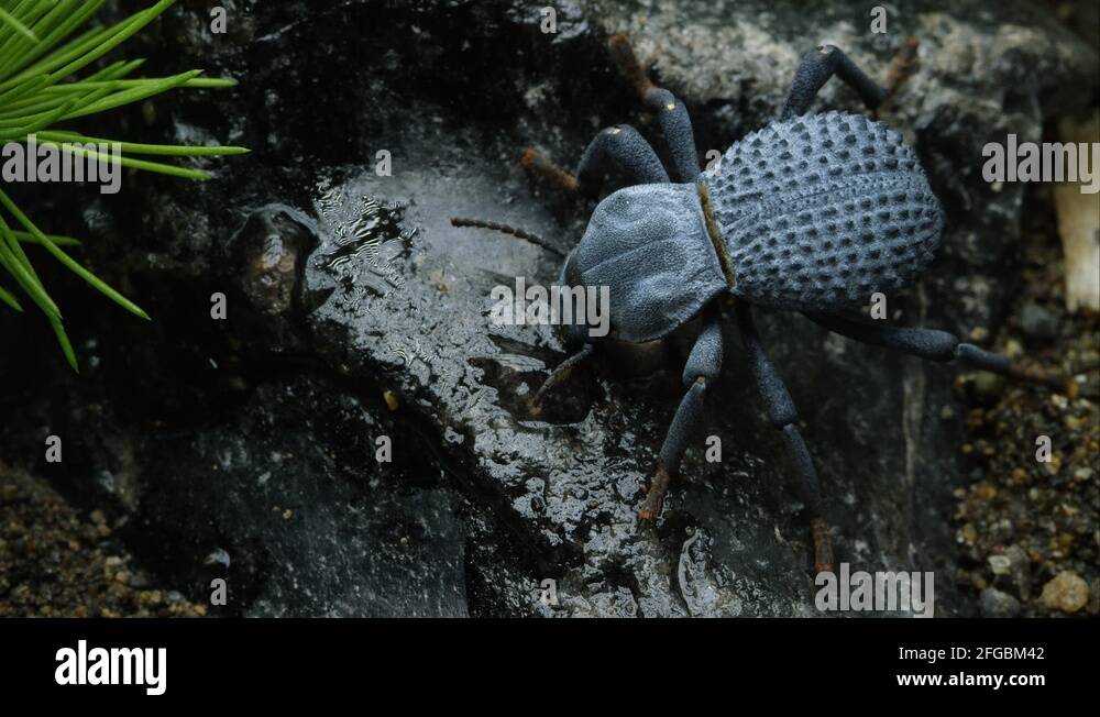 Death rock Stock Videos & Footage - HD and 4K Video Clips - Alamy