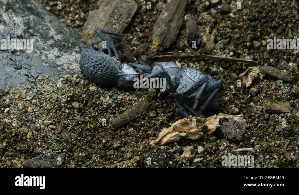 Blue death feigning beetles Stock Videos & Footage - HD and 4K Video ...