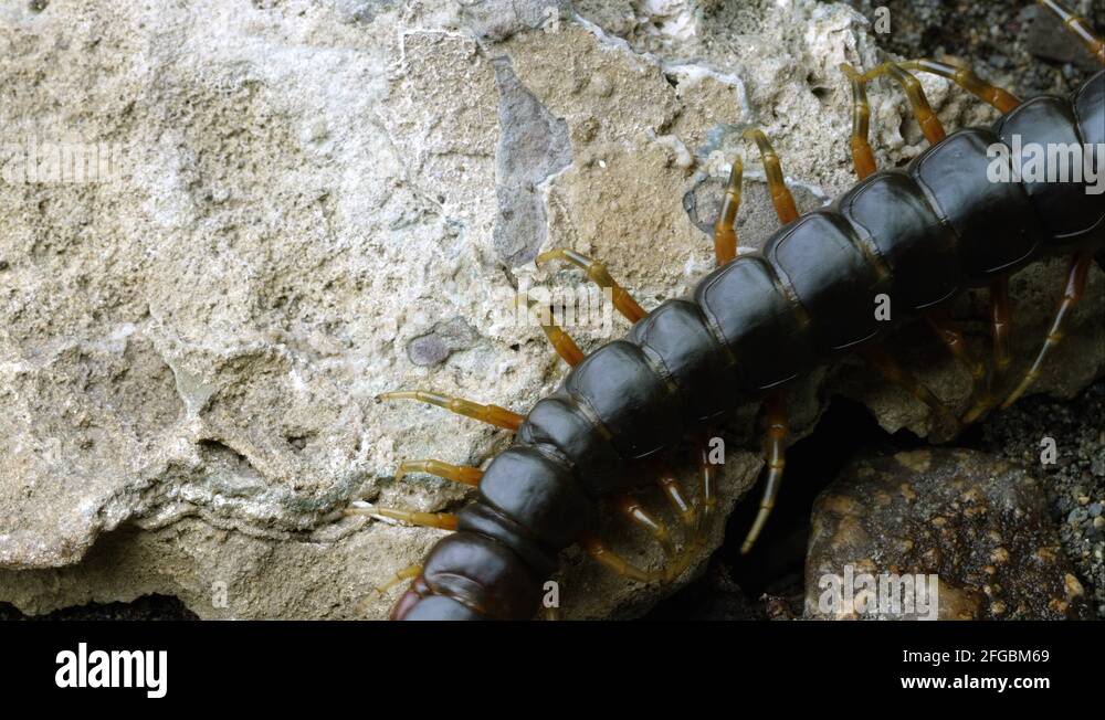 Giant rock scorpion Stock Videos & Footage - HD and 4K Video Clips - Alamy