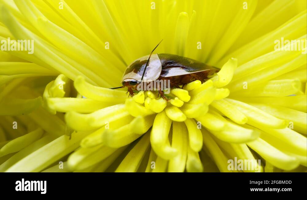 Centurion flower Stock Videos & Footage - HD and 4K Video Clips - Alamy